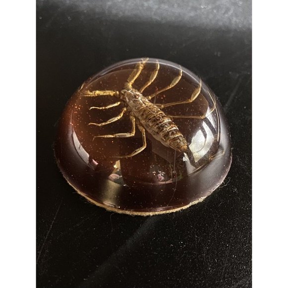 Scorpion | Accents | Vintage Paperweight Desert Large Scorpion Insect ...